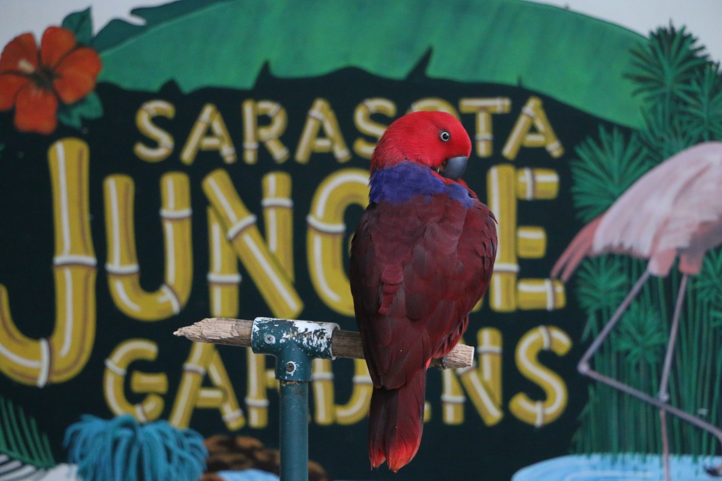 Spot Sarasota's Native Wildlife in Spring: A Nature Guide | Visit ...