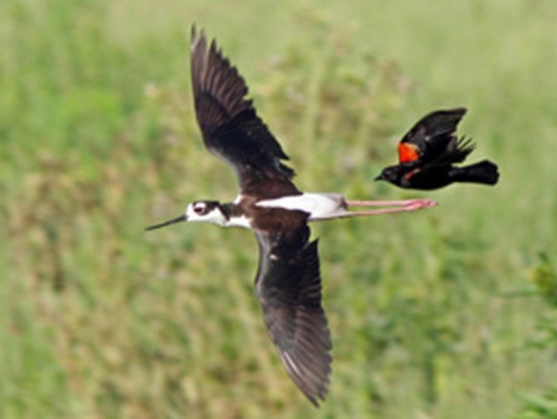 Celery Fields | Visit Sarasota County