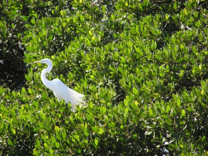 Jim Neville Marine Preserve | Visit Sarasota County