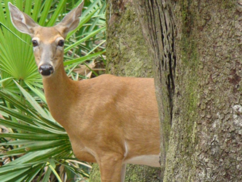 Mary Thaxton Memorial Preserve | Visit Sarasota County