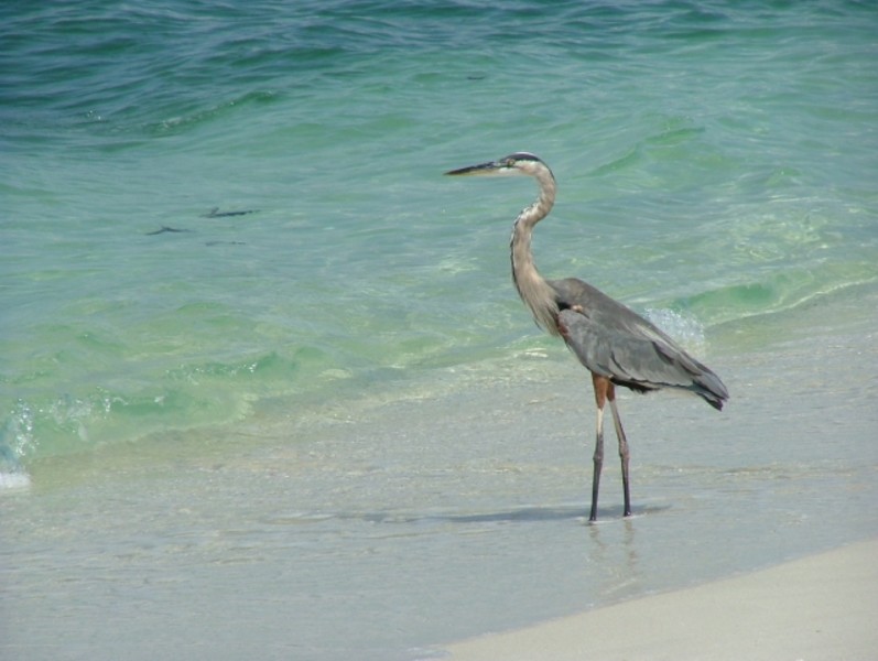North Jetty Beach | Visit Sarasota County