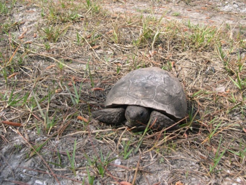 Palmer Point Beach | Visit Sarasota County