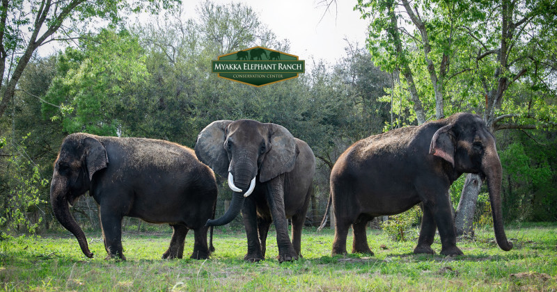 Myakka Elephant Ranch | Visit Sarasota County