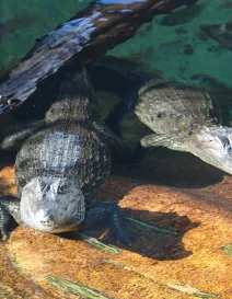 Seven definitive Sarasota County historical attractions | Visit ...